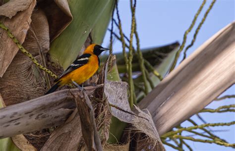 Hooded Oriole In A Palm Tree Backcountry Gallery Photography Forums