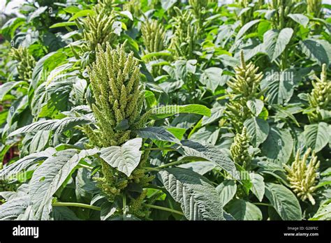 Property Of Amaranth Leaves At Julian Mcneil Blog