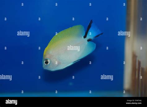 Swallowtail Angelfish Blackspot Angelfish Genicanthus Melanospilos