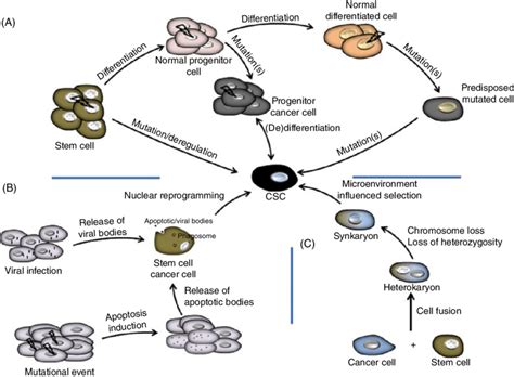2 Plate 20 Origin Of Cancer Stem Cells The Presence Of Cancer Stem