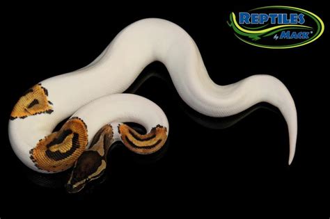 Ball Python Care Sheet Reptiles By Mack