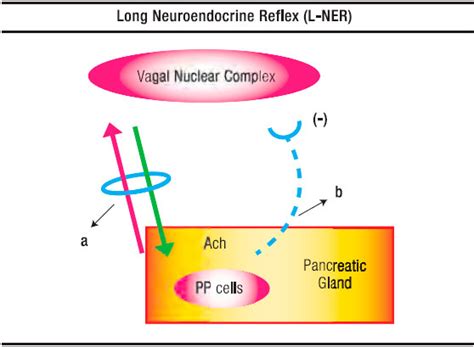Pancreatic Polypeptide A Review Of Its Involvement In Neuro Endocrine