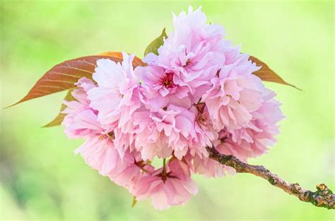 Sakura Trees Flowers And Meaning Roots Plants