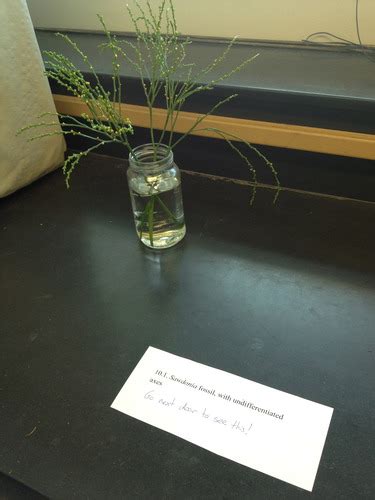 LAB 10 Flashcards Quizlet