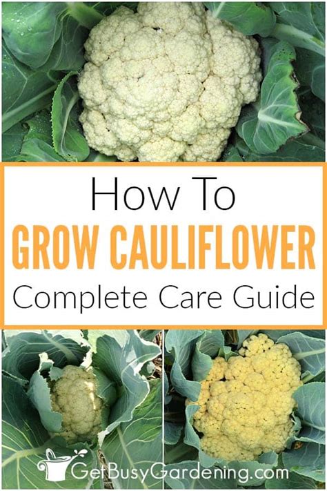 Growing Cauliflower The Complete How To Guide