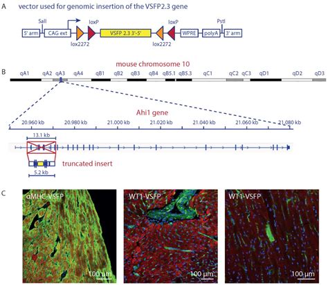 Neuronal Gap Junctions Semantic Scholar