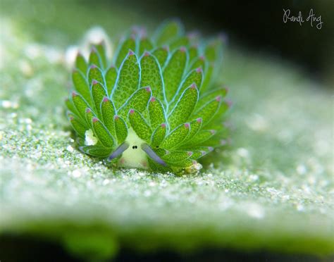 Costasiella Kuroshimae Adorable “leaf Sheep” Sea