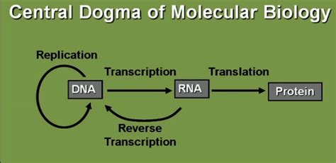 Biology Dna Replication Translation Transcription Flashcards Quizlet