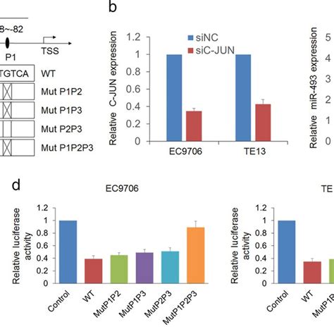 C‐jun Binds The Promoter Region Of Mir‐493 A Schematic Diagram Of Download Scientific