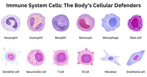 Immune System Cells The Bodys Cellular Defenders