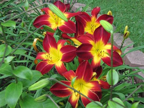 Daylily Hemerocallis Ruby Spider In The Daylilies Database