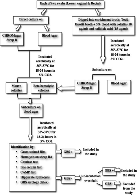 Flowchart Of Laboratory Processing Of Vaginal And Rectal Swabs For Download Scientific Diagram