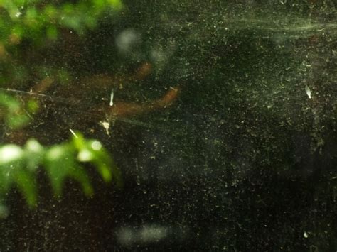 Dirty Windows 10 Beyond Language