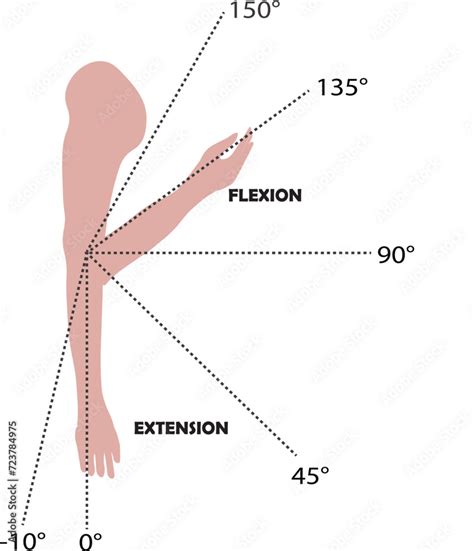 Elbow Joint Range Of Motion Flexion And Extension Anatomy Diagram For