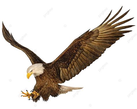 Bald Eagle Swoop Swoop American Eagle Wing Vector Swoop American