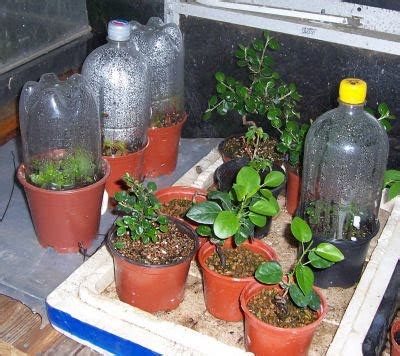 MiKo Bonsai Propagation