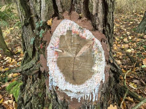 Symbols In Nature A Clock On A Tree Stock Image Image Of Clock White 308059001