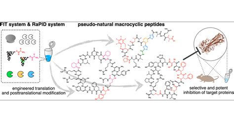 The Rapid Platform For The Discovery Of Pseudo Natural Macrocyclic Peptides Accounts Of