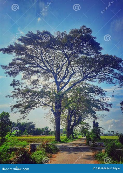 Sunlight During The Day Penetrating Through The Shady Tree Branches Radiating Beauty Through The