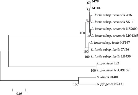 Phylogenetic Location Of The Wild Nis Lactococcus Lactis Strains M78 Download Scientific