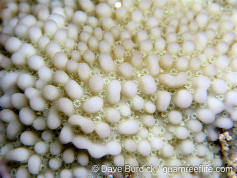 Montipora Guamreeflife