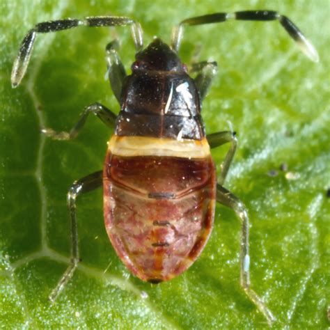 Unknown Nymph Bugguide Net