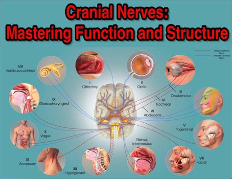 Occupational ⭐📚 Cranial Nerves Mastering Function And Structure 📚⭐