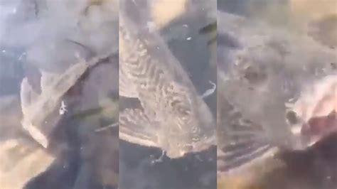 Viral Video తల లేకున్నా చెరువులో ఈదుతున్న ఈ చేపను చూస్తే షాక్