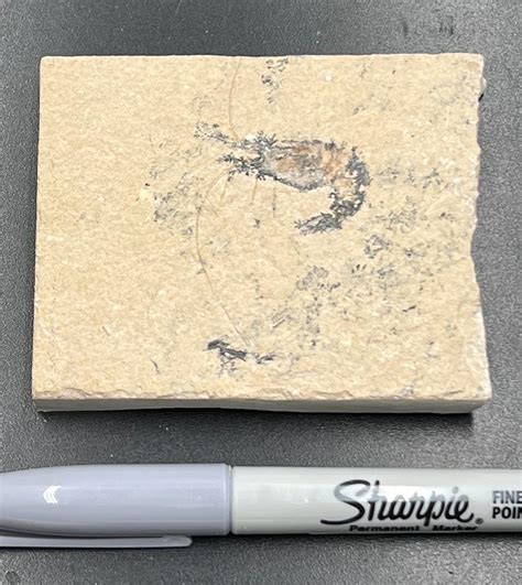 House Of Fossils And Gems Shrimp Fossil