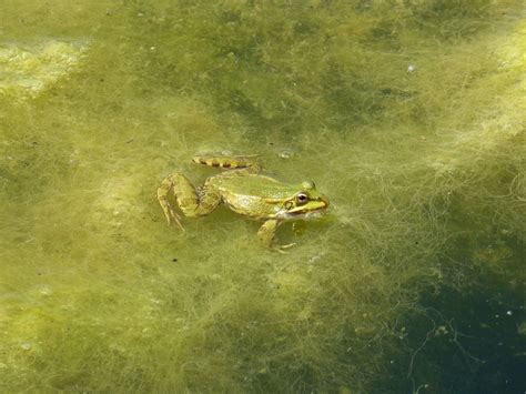 Pond Algae Problem What To Do Clearwater Creations