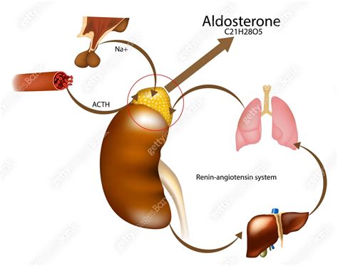 Aldosteron Hormone Syntheis By Adrenal Gland Adrenal Corticosteroids