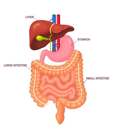 Gastrointestinal Tract Intestines Guts Stomach Liver Isolated On White