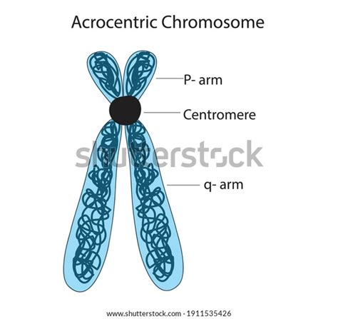 Ilustración Biológica Del Cromosoma Acrocéntrico Vector De Stock