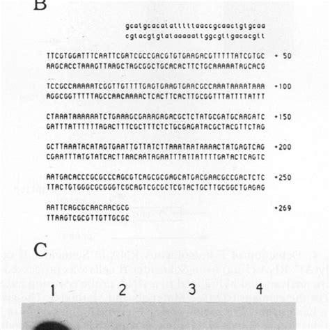 A Structural Organization And Coding Capacity Of Drosophila F