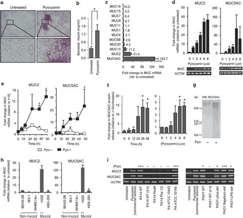 Pyocyanin Induces Mucin Synthesis In Bronchiolar Epithelial Cells A Download Scientific
