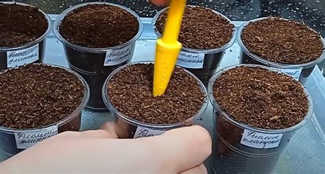 У чому потрібно вимочити насіння перед посадкою щоб воно добре проросло Читайте на Ukr Net