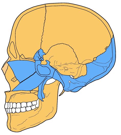 An Overview Of Cranial Bone Anatomy Cool Science Experiments Gentle