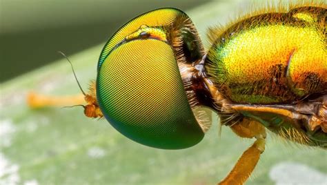 چشم‌هایی از جنس فلز ملاقات با مگس سرباز مکزیکی عکس