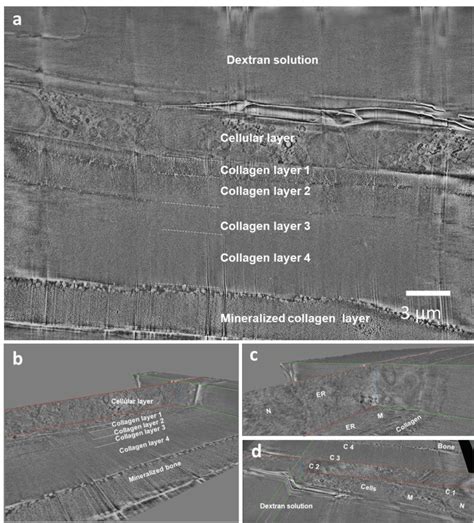 Cryofib Sem Volume Imaging A Single Secondary Electron Se Image Download Scientific Diagram