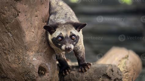 Asian Palm Civet Or Locals Calls It Musang Pandan Or Luwak Coffee