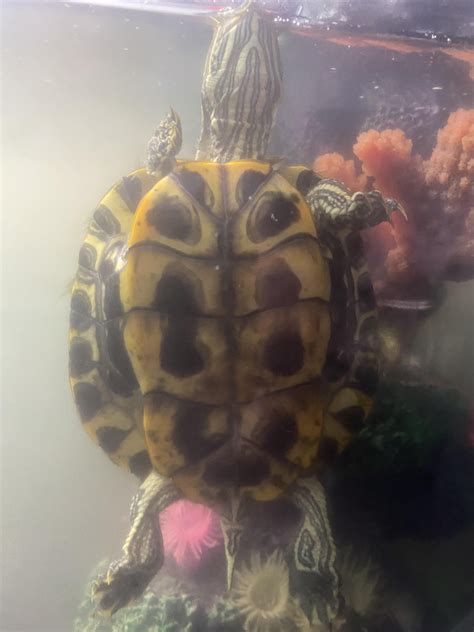 Is My Mr Turtle A Ms Turtle Rturtles