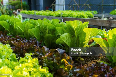 토양에 아름다운 유기농 미니 코스 녹색과 붉은 오크 양상추 또는 샐러드 야채 정원이 성장하는 토양에 농업 농업을 수확 0명에 대한 스톡 사진 및 기타 이미지 Istock