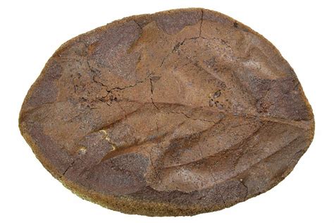 295 Fossil Leaf Nodule Hell Creek 253106 For Sale