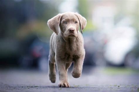Miniature Labrador An Ultimate Guide To The Mini Labrador