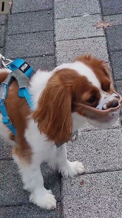 반려견 카발리에 킹 찰스 스패니얼 Shorts Youtube