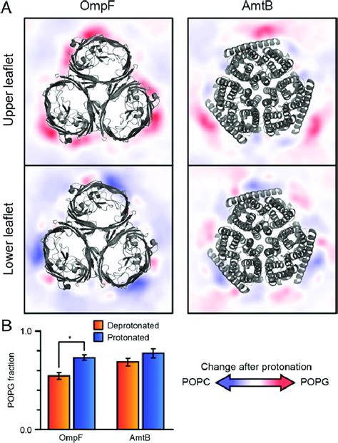 Coarse Grained Molecular Dynamics Simulations Of Amtb And Ompf In Mixed Download Scientific