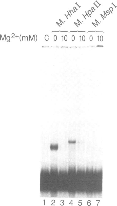 Similarities Between M Sssi And Topoisomerases Single Letter Amino Download Scientific Diagram
