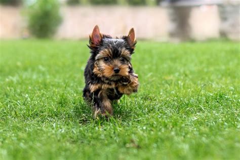 귀여운 강아지 종류 8가지 세상에서 가장 귀여운 강아지는 비마이펫 라이프