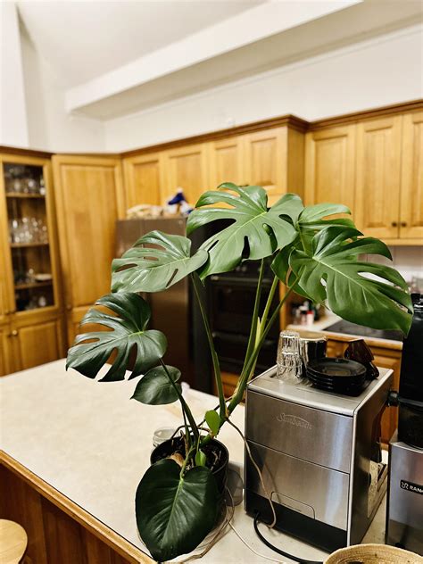 My Awesome Kitchen Plant Watches Over My Coffee Machine Rhouseplants