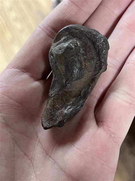 What Is This R Fossilid